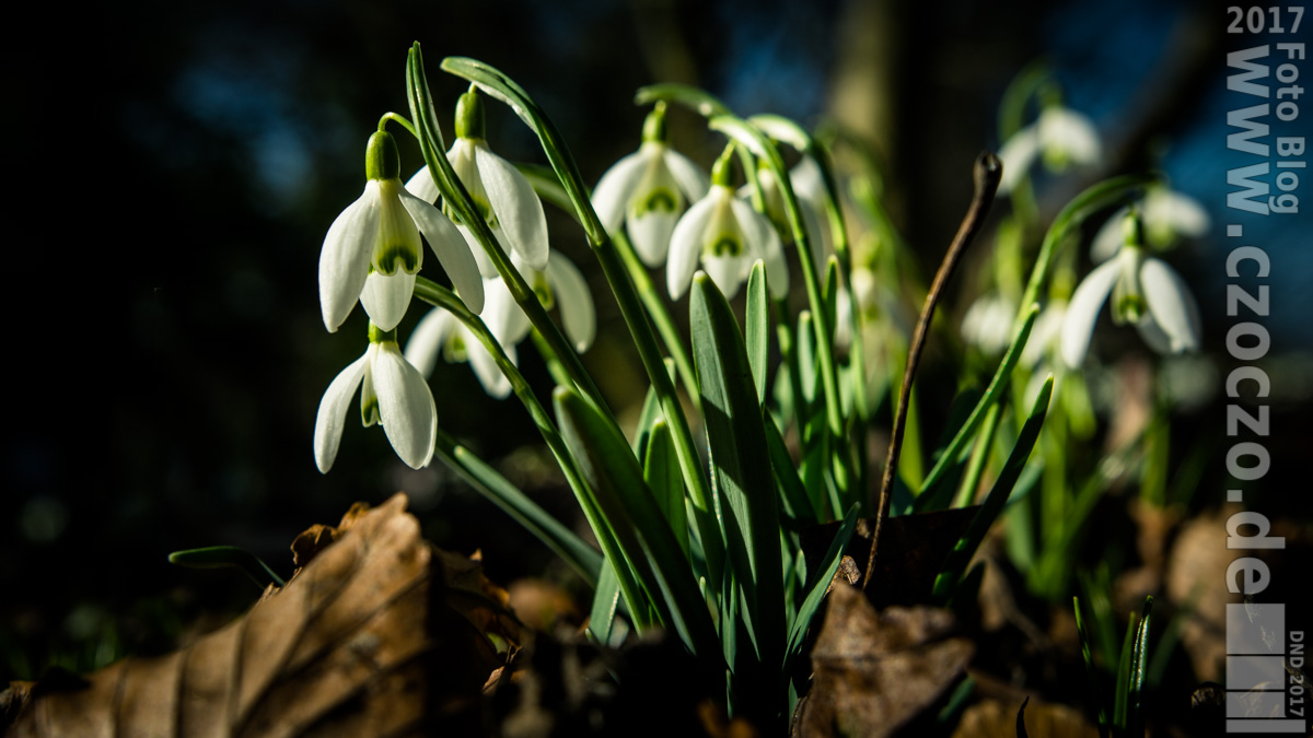 Der Natur Donnerstag 2017 – #7 - https://czoczo.de