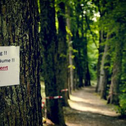 Gefahrenbäume ... - https://czoczo.de