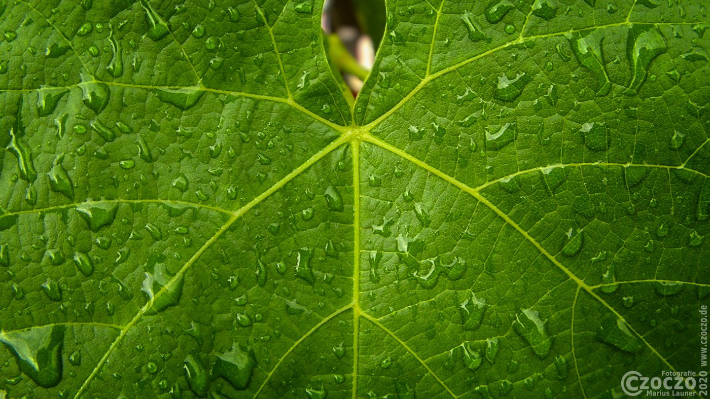 Regenzeit - https://czoczo.de