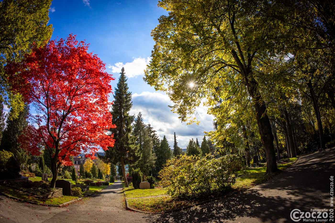 Ahorn - https://czoczo.de