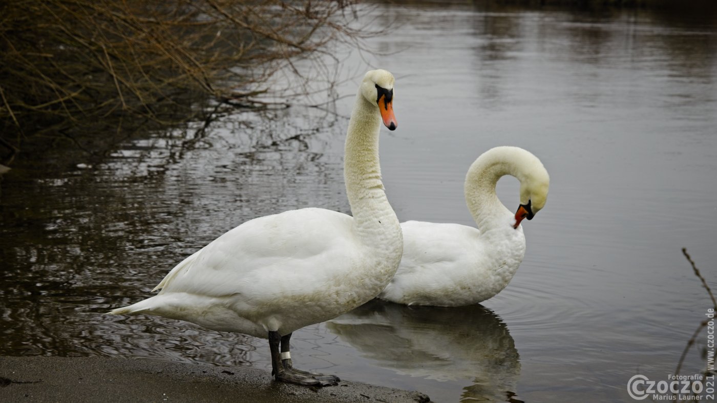 Schwanenpaar - https://czoczo.de