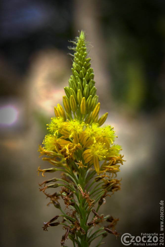 Aus dem verschlossenem Garten - https://czoczo.de