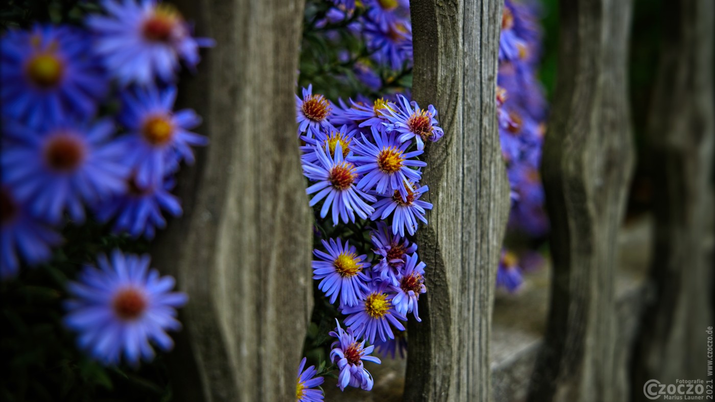 Gartenzaun Blumen - https://czoczo.de