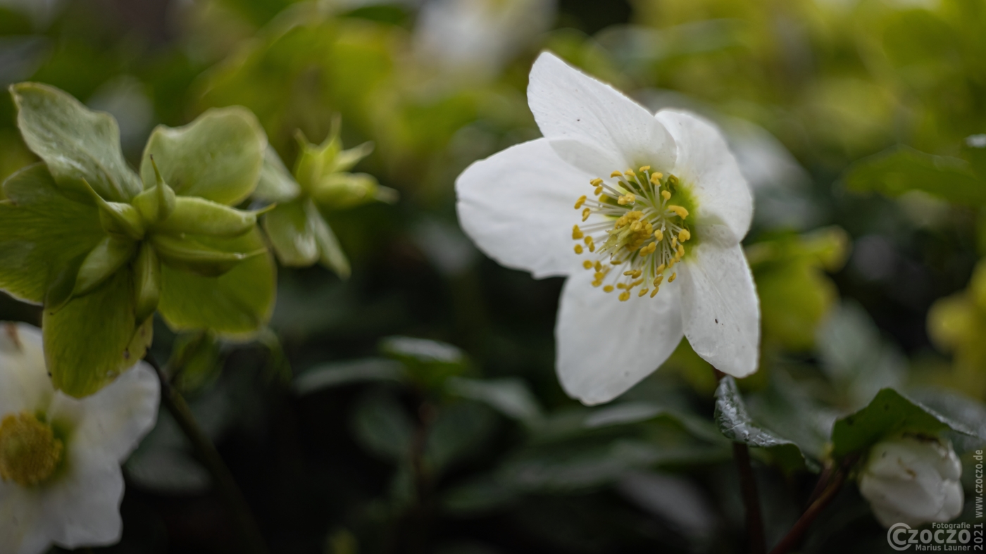 Letzte Plumchen in 2021 - https://czoczo.de