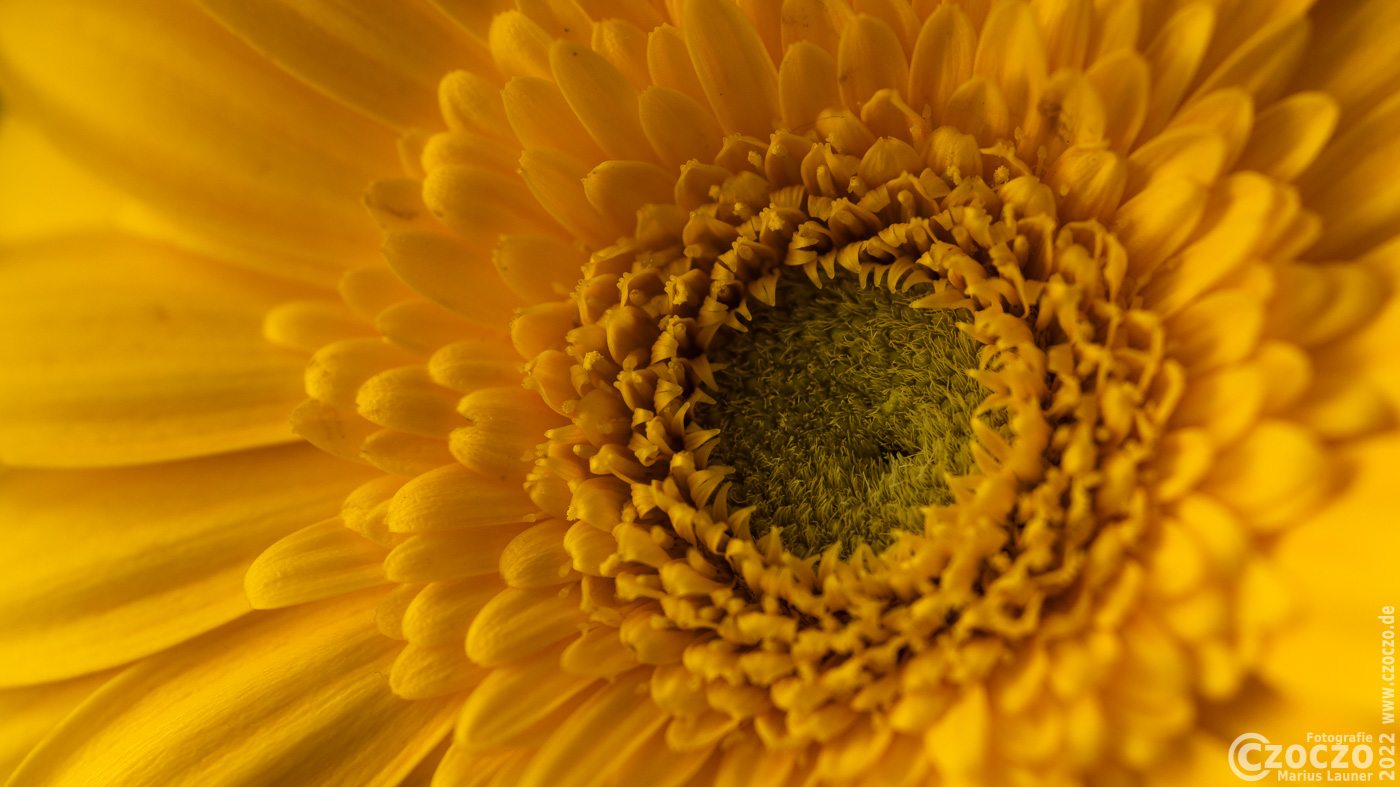 Plümchen Tag - https://czoczo.de