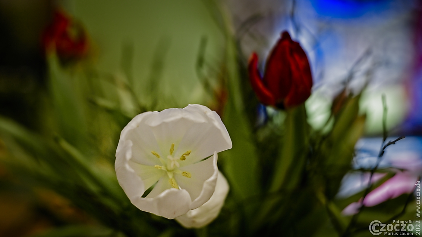 Noch eine Tulpe - https://czoczo.de