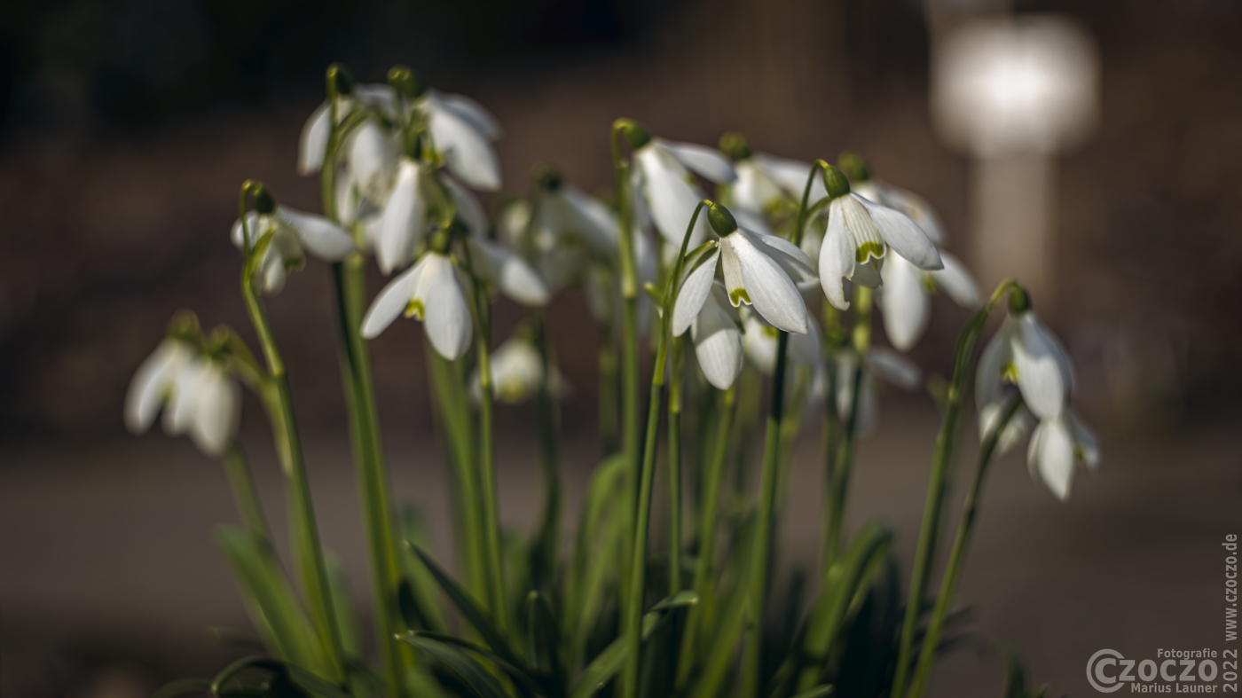 Erste Schneeglöckchen... - https://czoczo.de