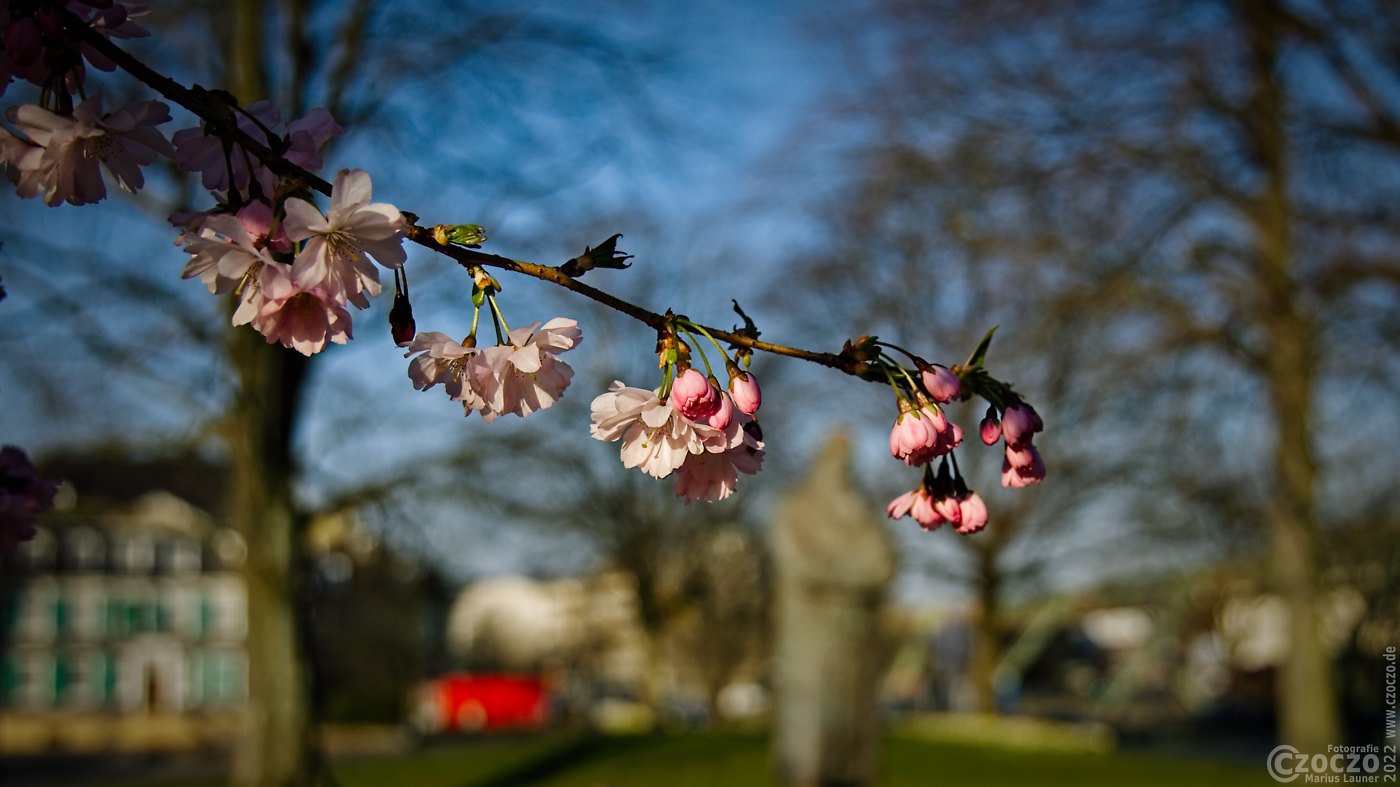 Kirschblüte am Engelsgarten - https://czoczo.de