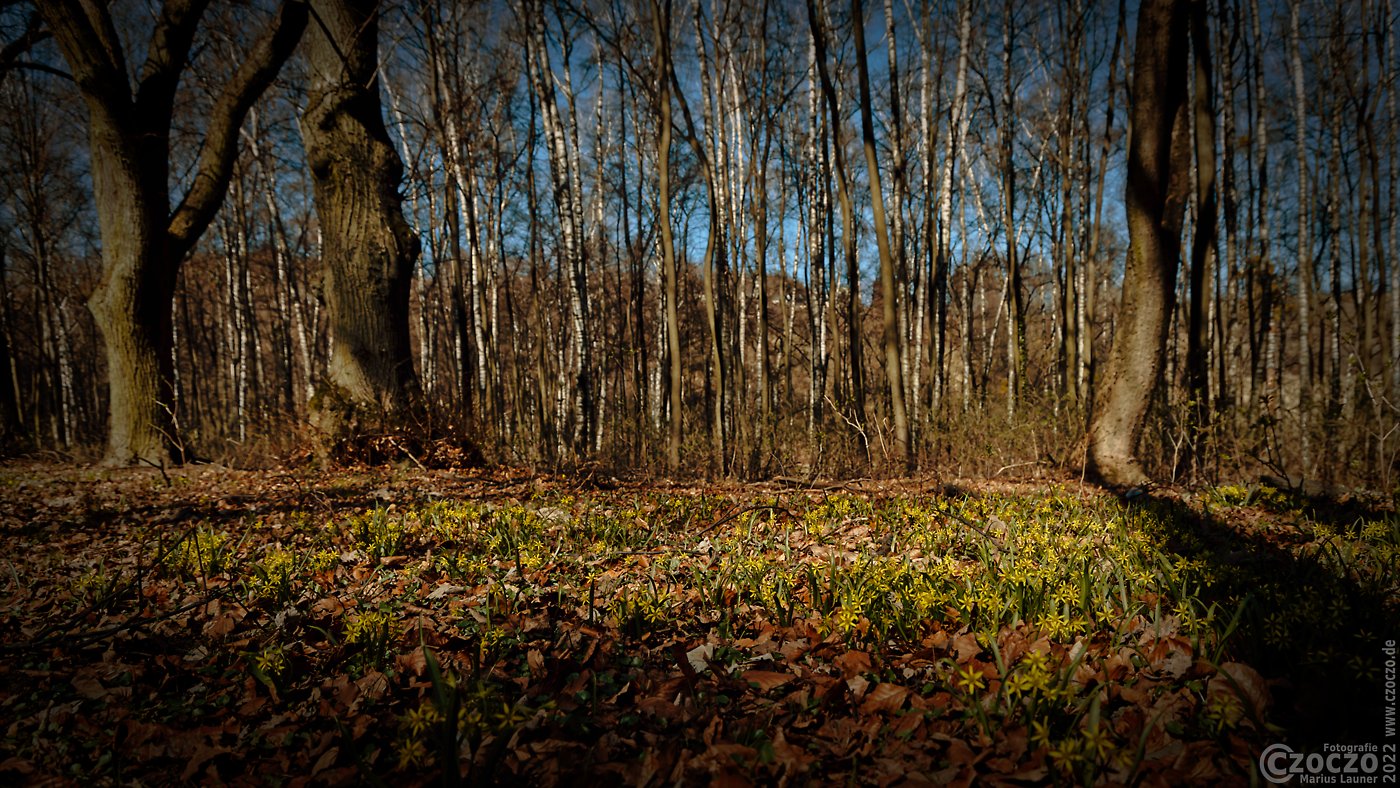 Blumen Teppich - https://czoczo.de