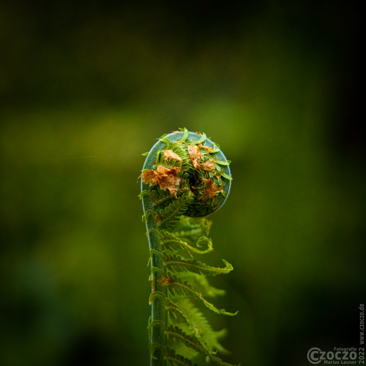 Farn - https://czoczo.de