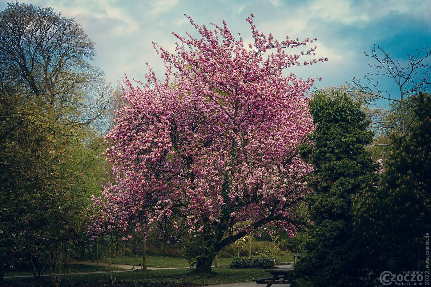 Letzte Kirschbaum - https://czoczo.de