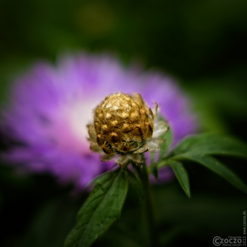 Natur Donnerstag am Freitag - https://czoczo.de