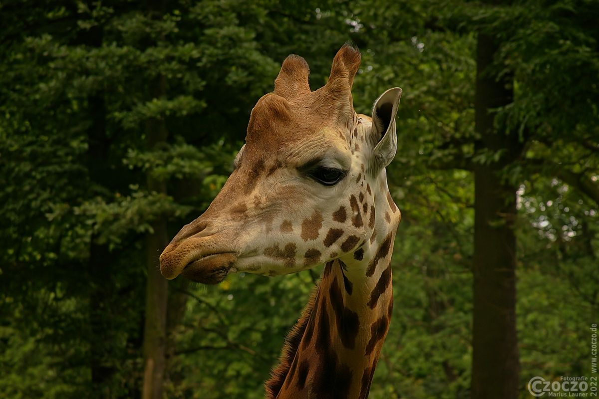 Giraffe aus Oppelner ZOO 2004 - https://czoczo.de
