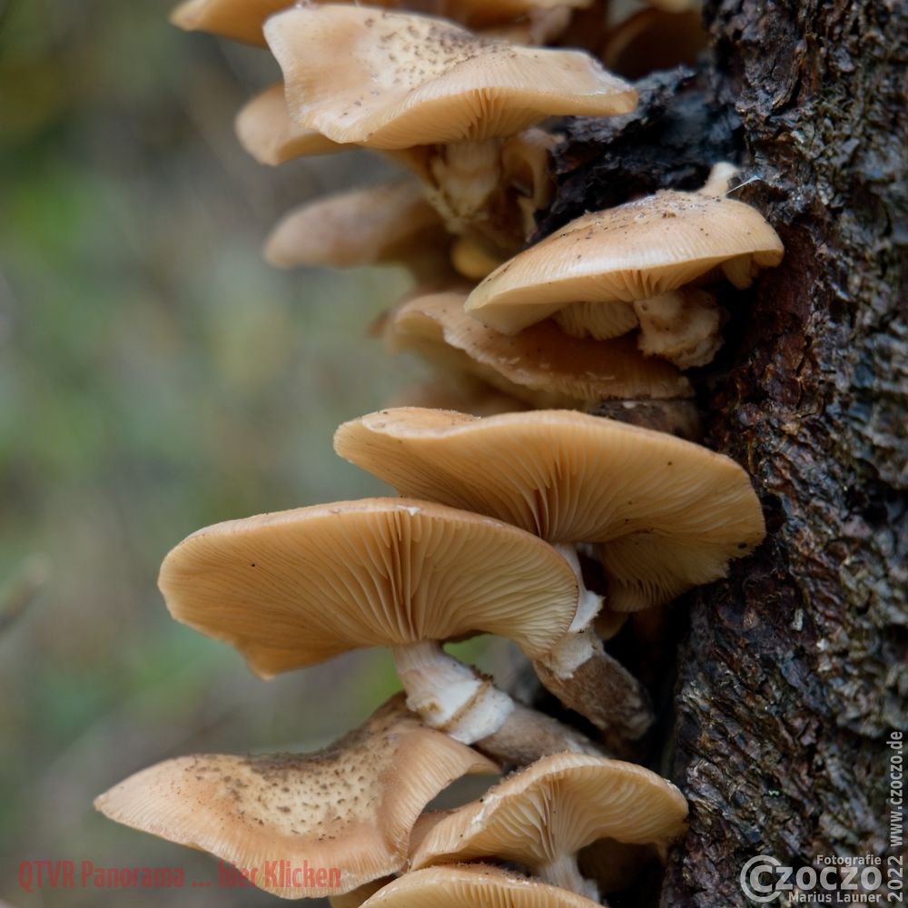 Pilze - https://czoczo.de