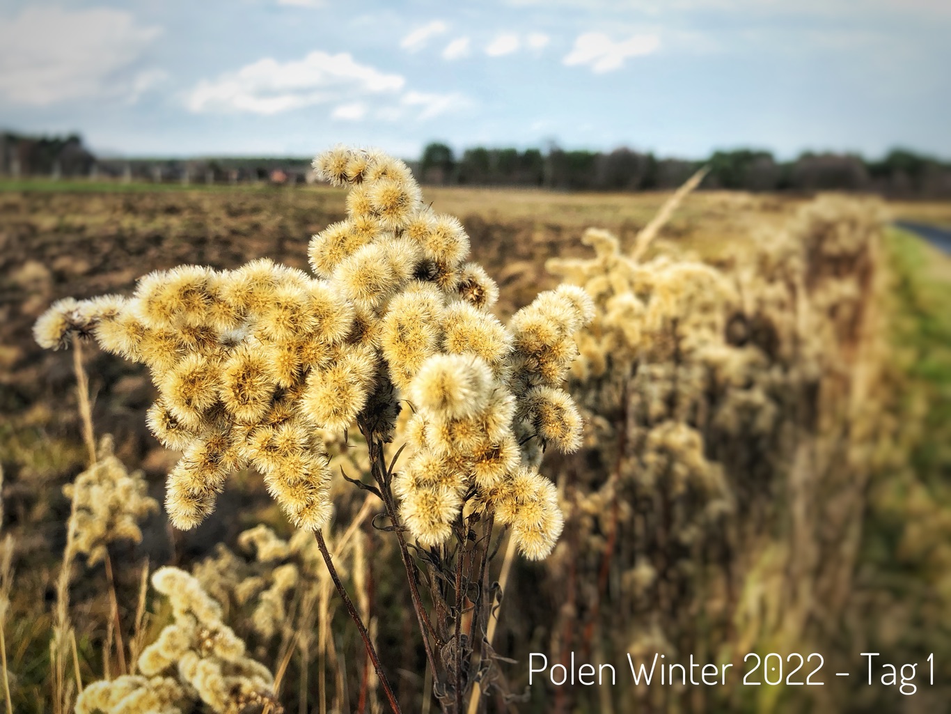 DND… aus Polen - https://czoczo.de