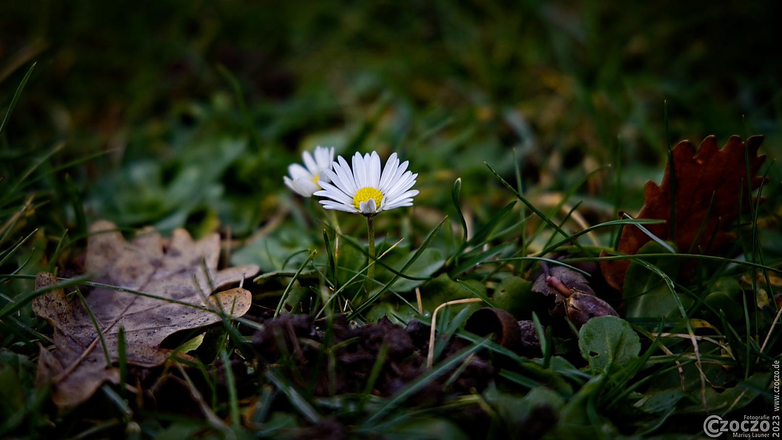 erste Blüte - https://czoczo.de