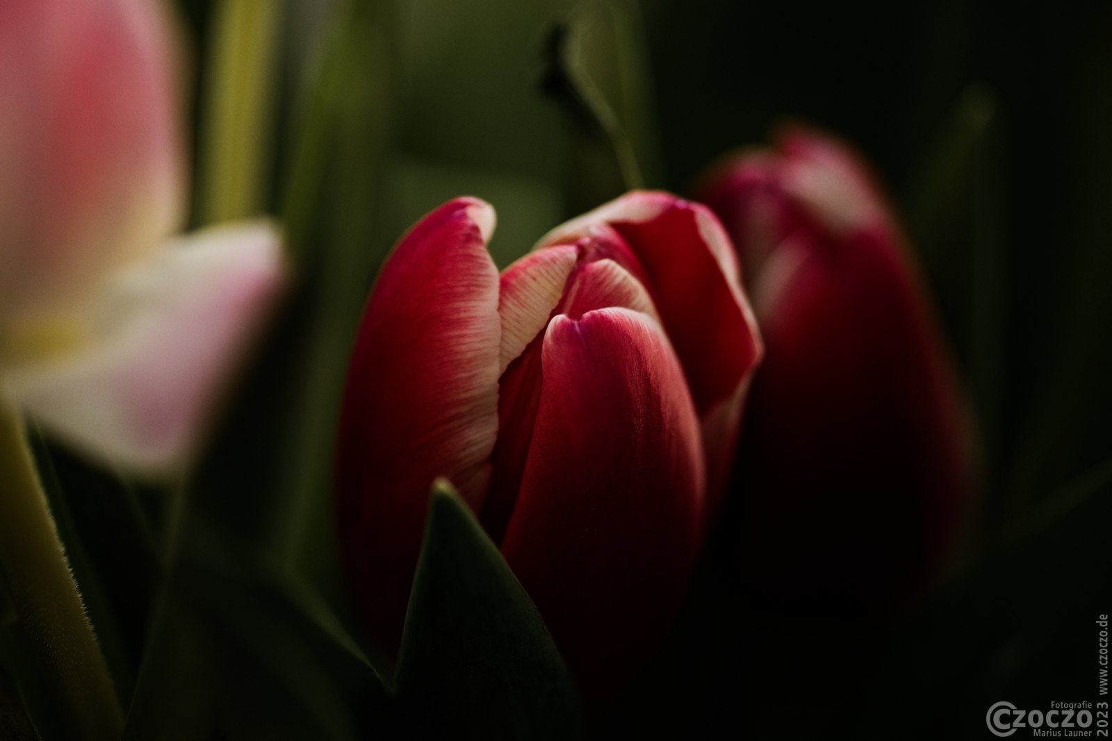 Tulpen Strauss - https://czoczo.de