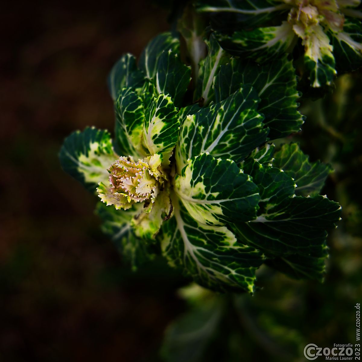 Was kann das sein - https://czoczo.de