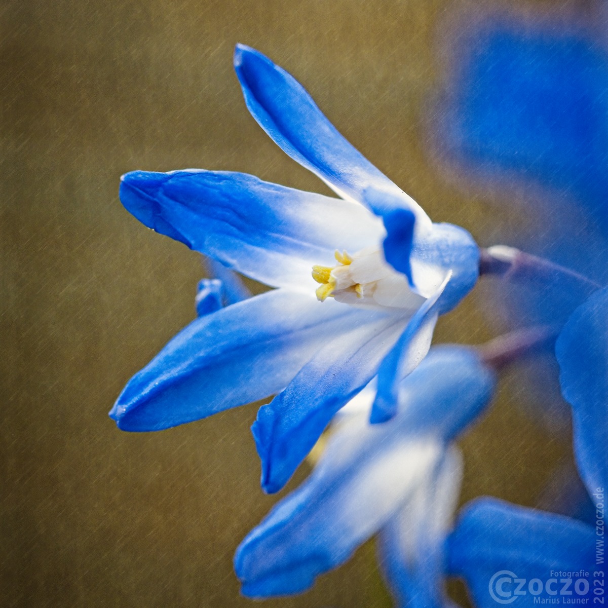 Jetzt kommt der Frühling - https://czoczo.de