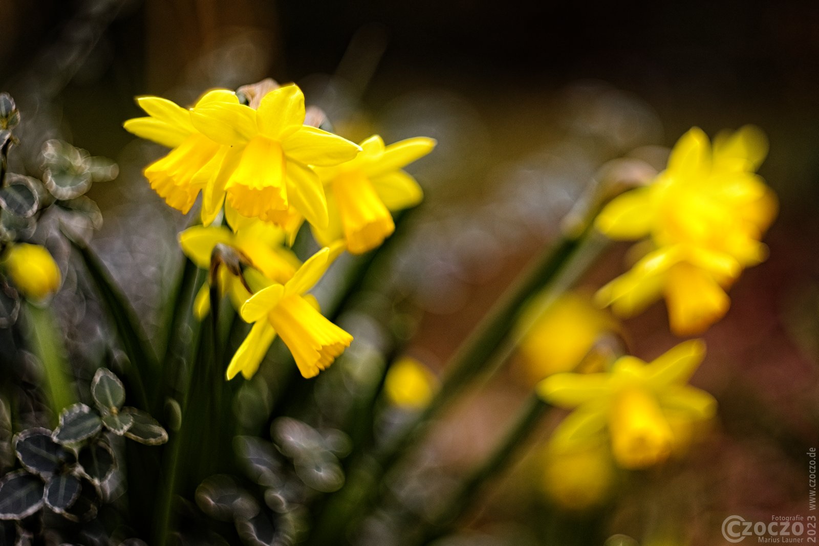 Narzissen... aus der Konserve - https://czoczo.de