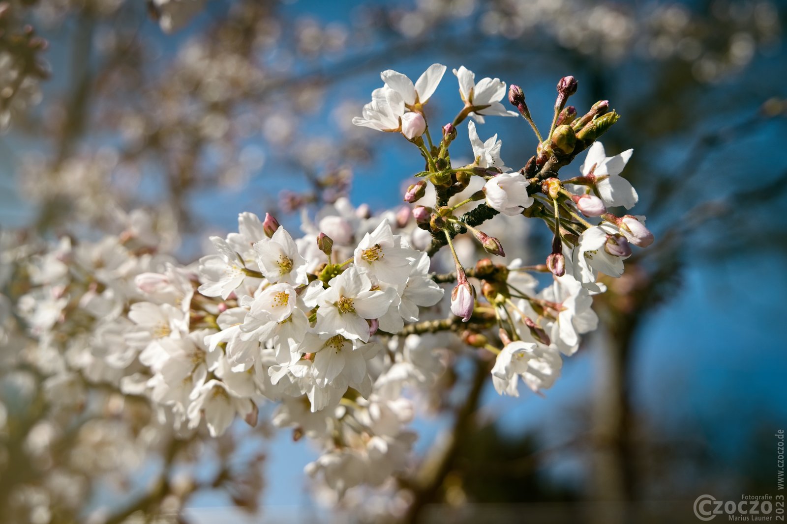 Endlich, es ist so weit - https://czoczo.de