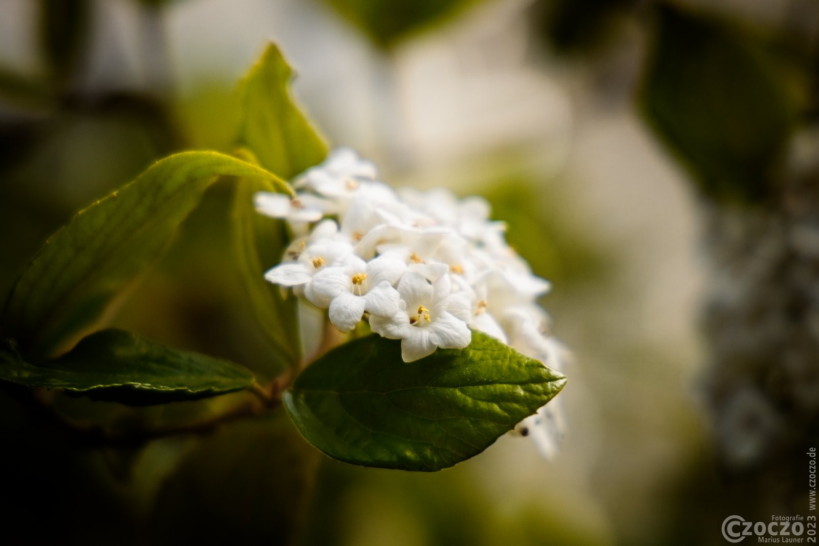 Weiß - https://czoczo.de