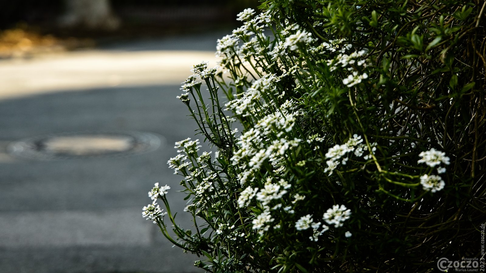 Mauerblümchen - https://czoczo.de