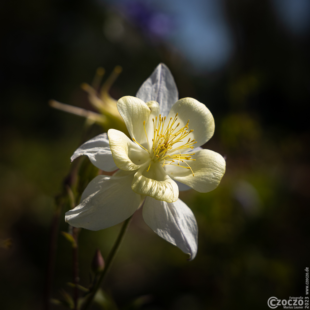 Blümchen - https://czoczo.de