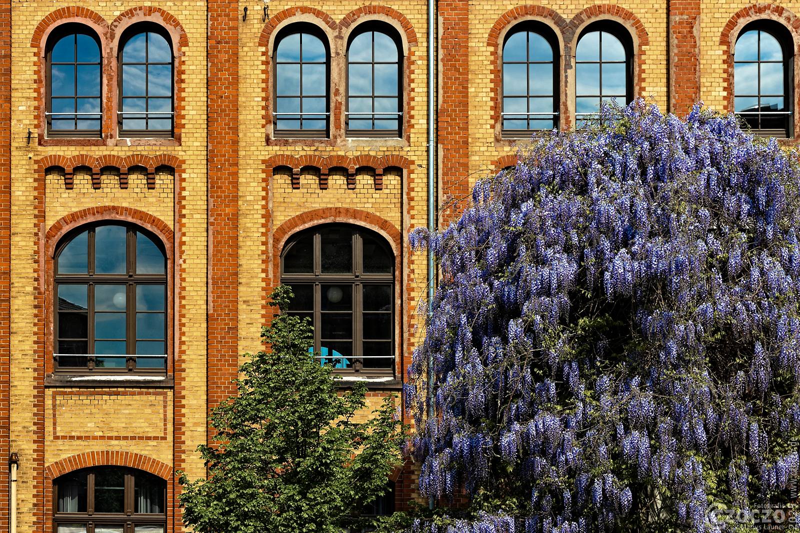 Flieder ist das nicht... - https://czoczo.de