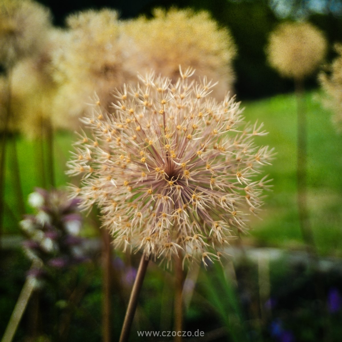 Ausgetrocknet - https://czoczo.de