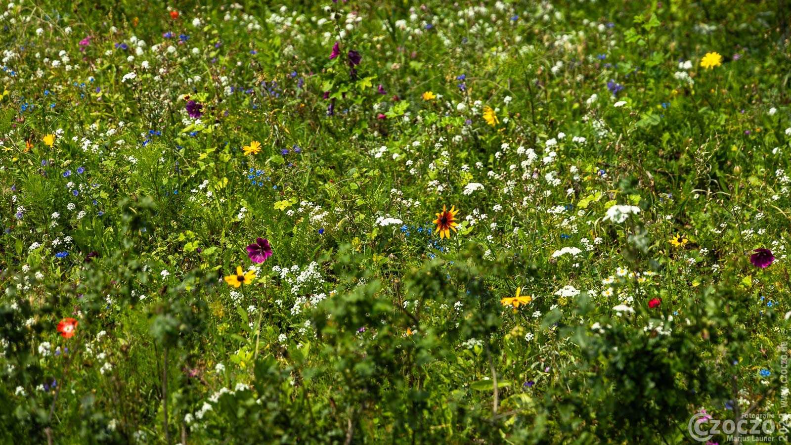 Sommerwiese - https://czoczo.de