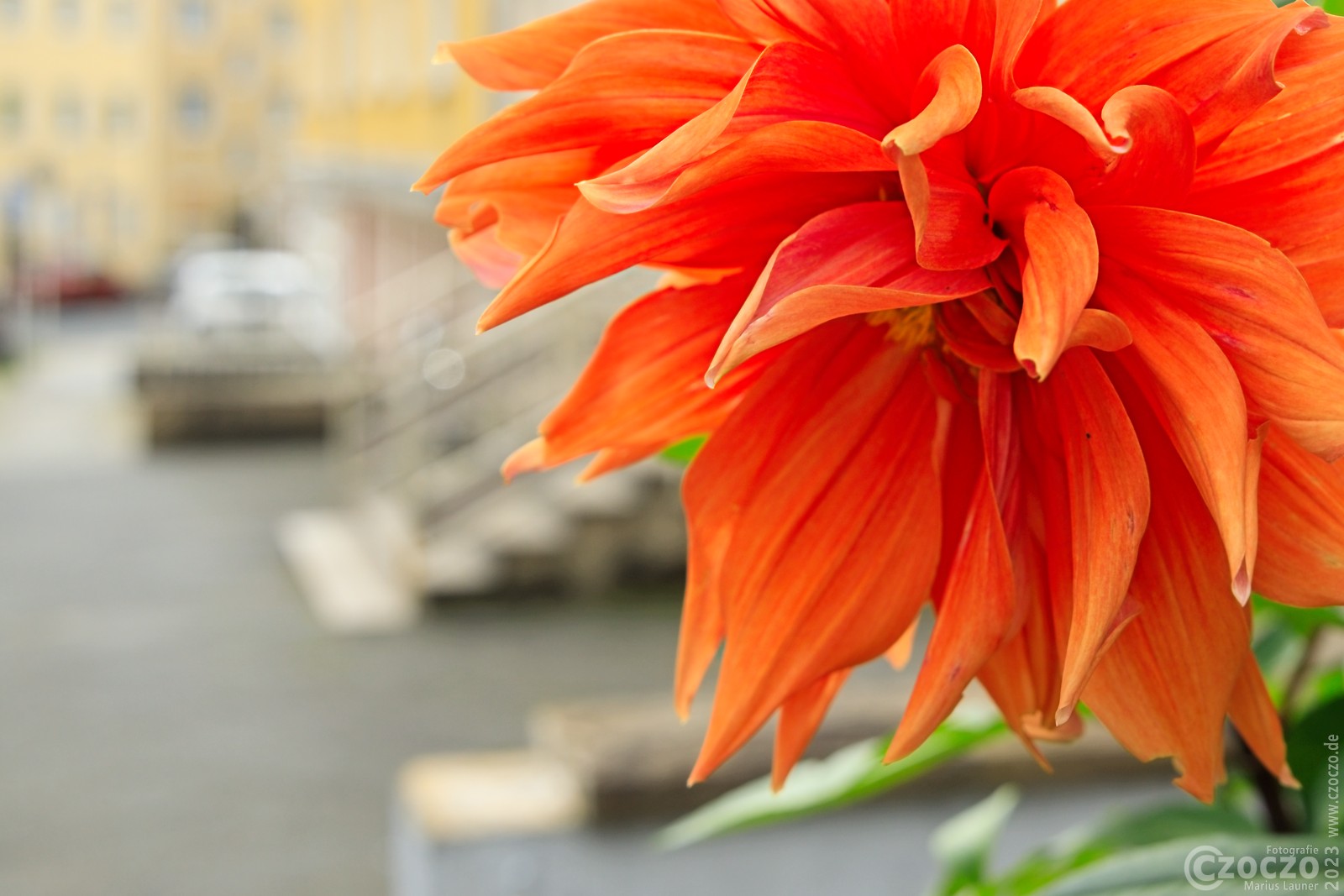 Dahlie - https://czoczo.de