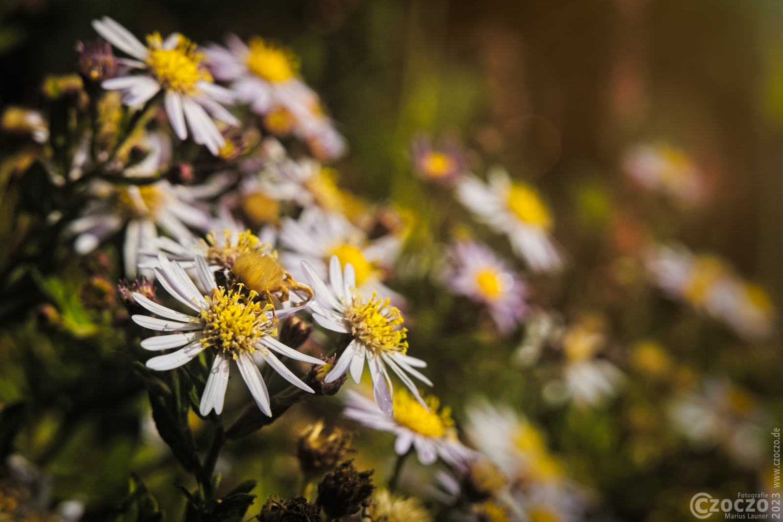 Blümchen - https://czoczo.de