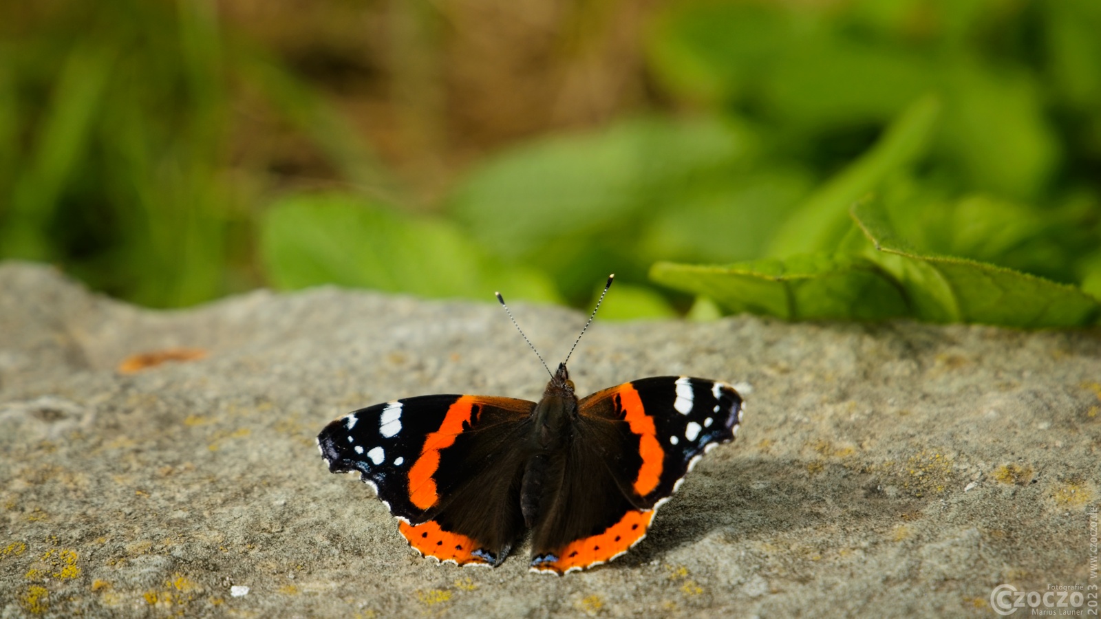 Gelandet - https://czoczo.de