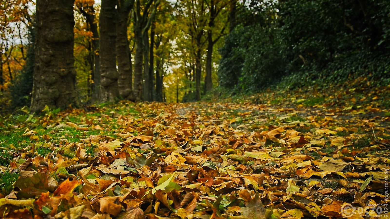 Viele Blätter gefallen - https://czoczo.de