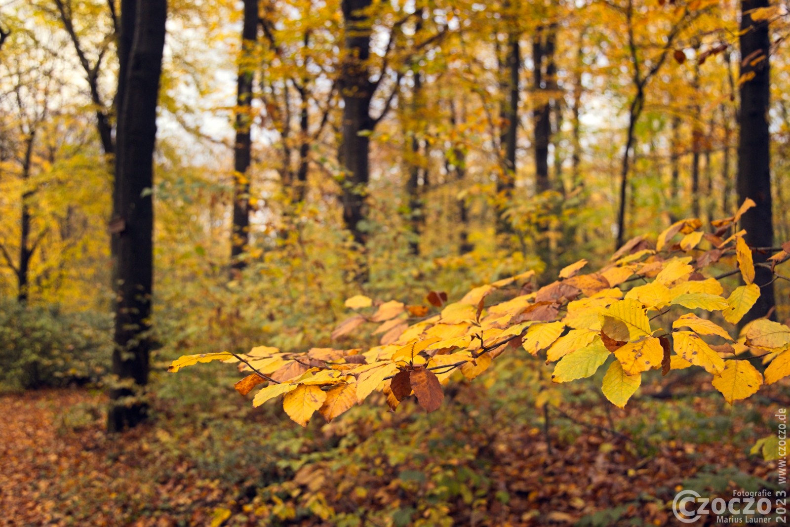 Einfach Herbst - https://czoczo.de