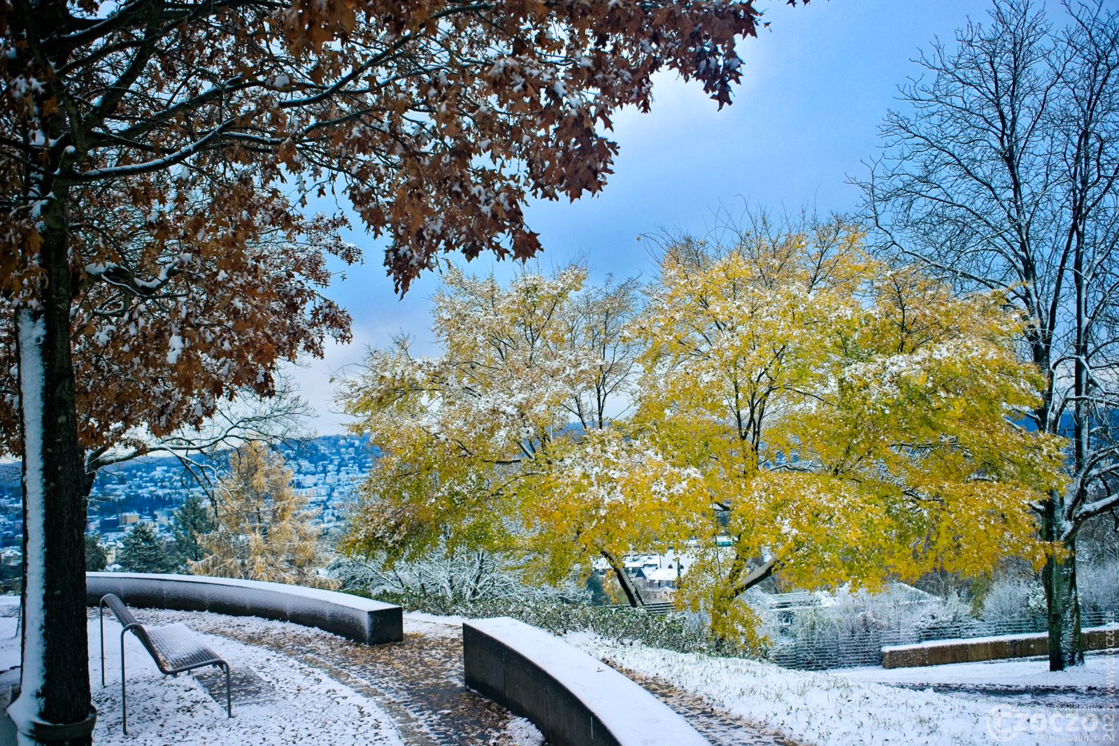 Gelbe Ahorn - https://czoczo.de