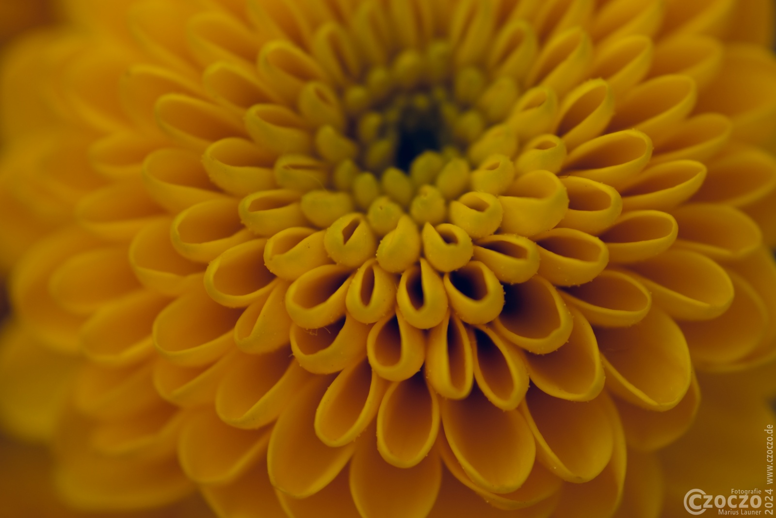 Gelbe wunder - https://czoczo.de