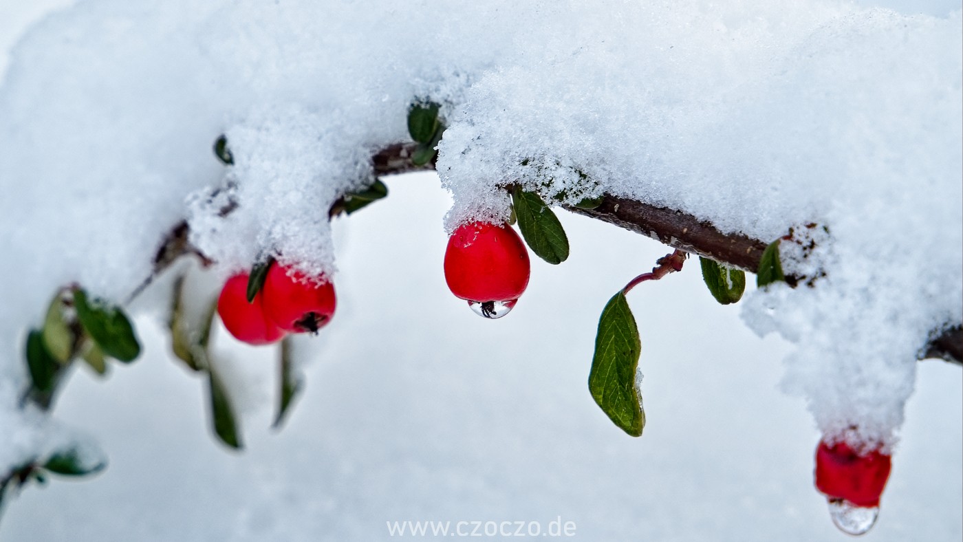 Rote Beere - https://czoczo.de