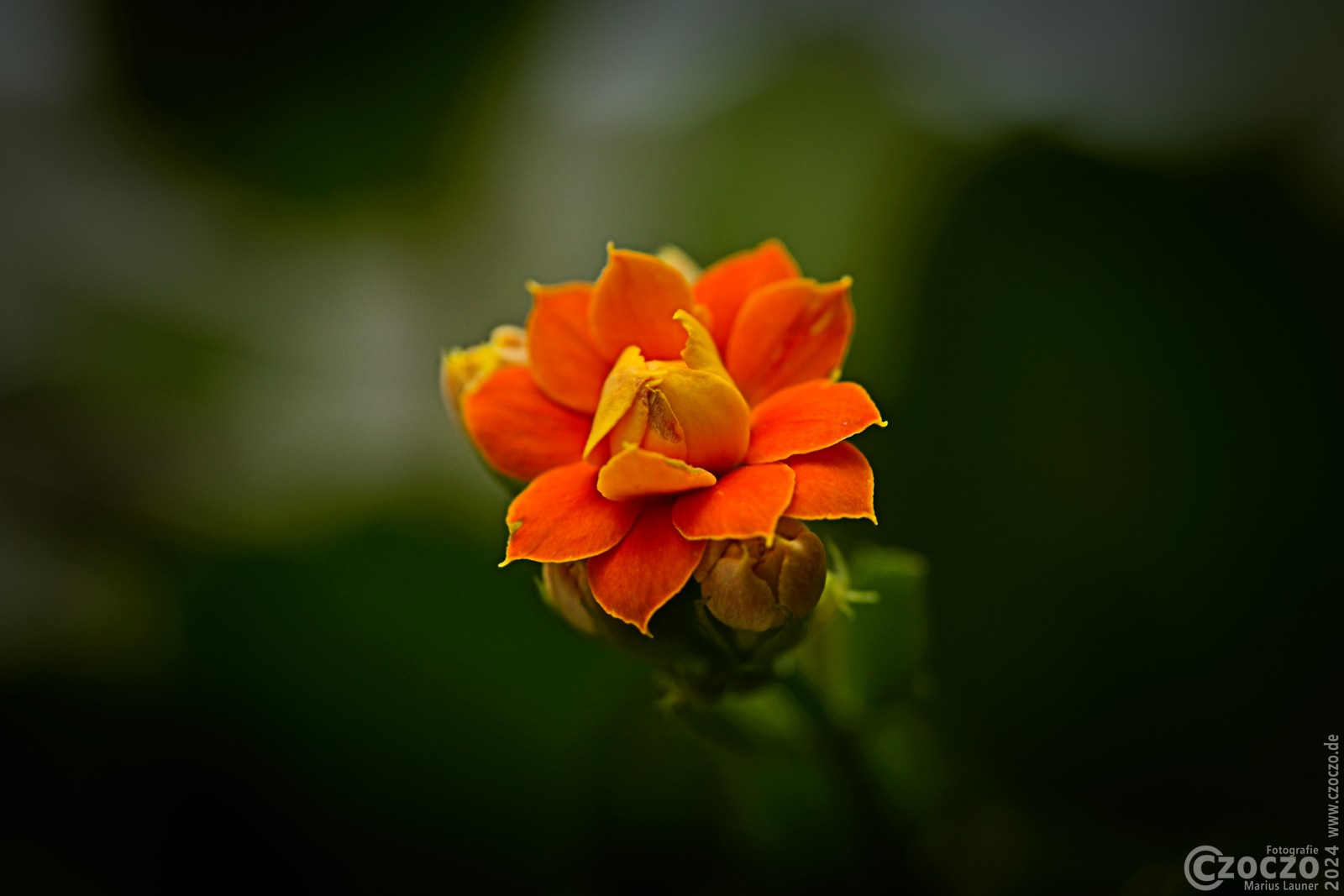 DND am Mittwoch - https://czoczo.de