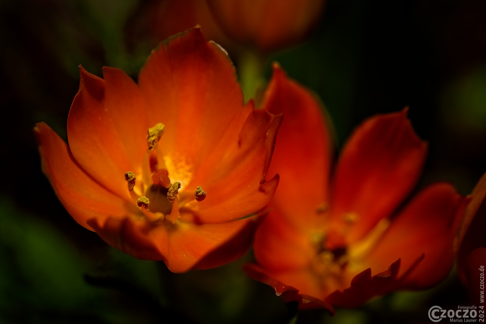 Letzte Blümchen - https://czoczo.de