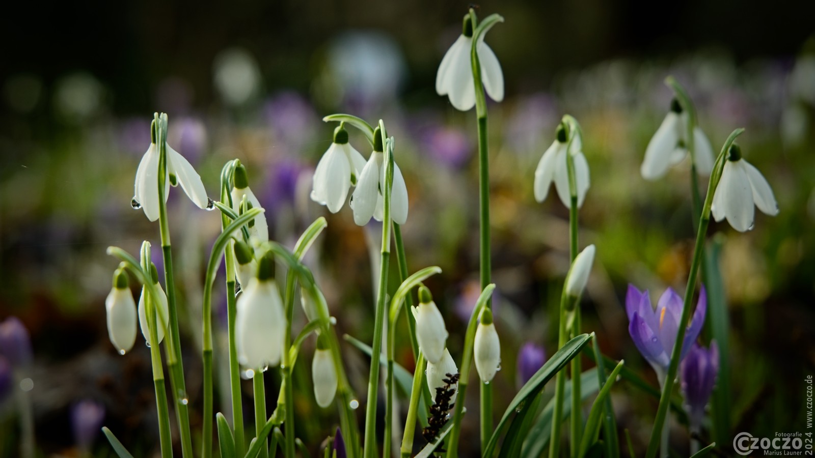 Frühlingsboten - https://czoczo.de