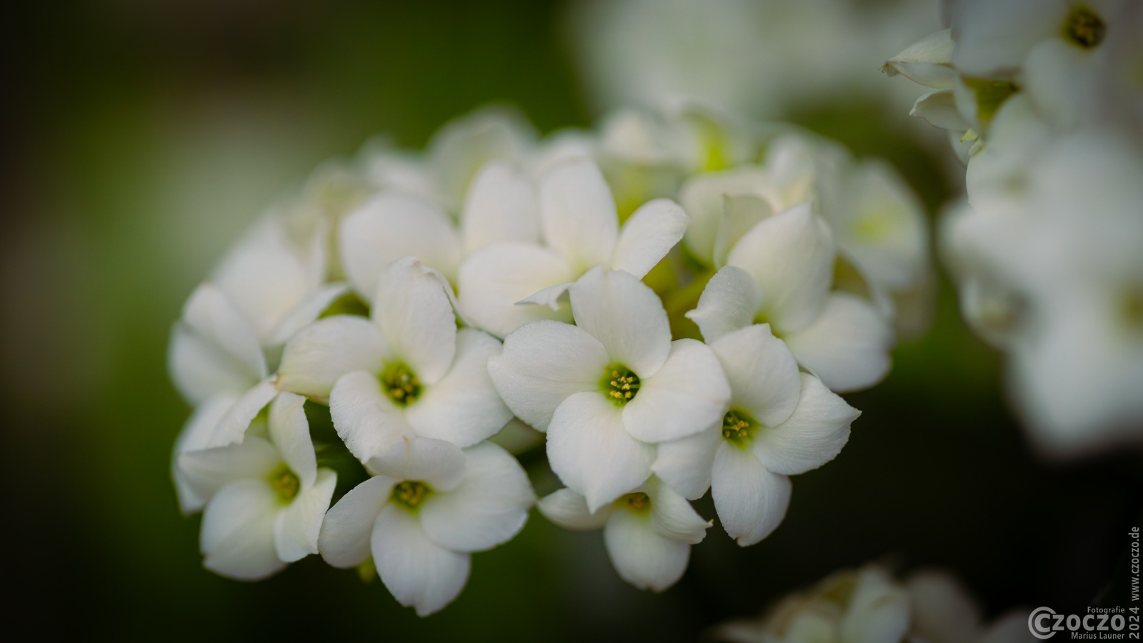 Fensterbank Blümchen - https://czoczo.de