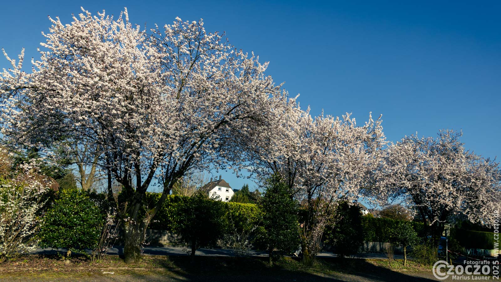 Nature Thursday 2025 #17 - https://czoczo.de