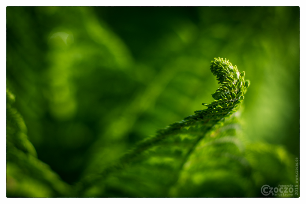 Farn - https://czoczo.de