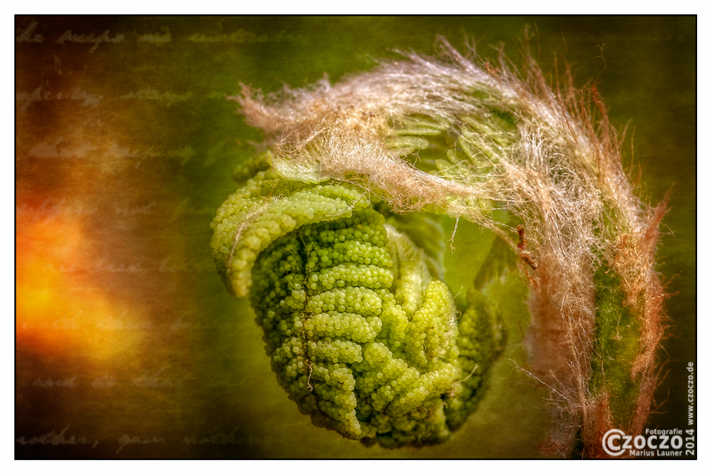 Farn Rhapsodie - https://czoczo.de